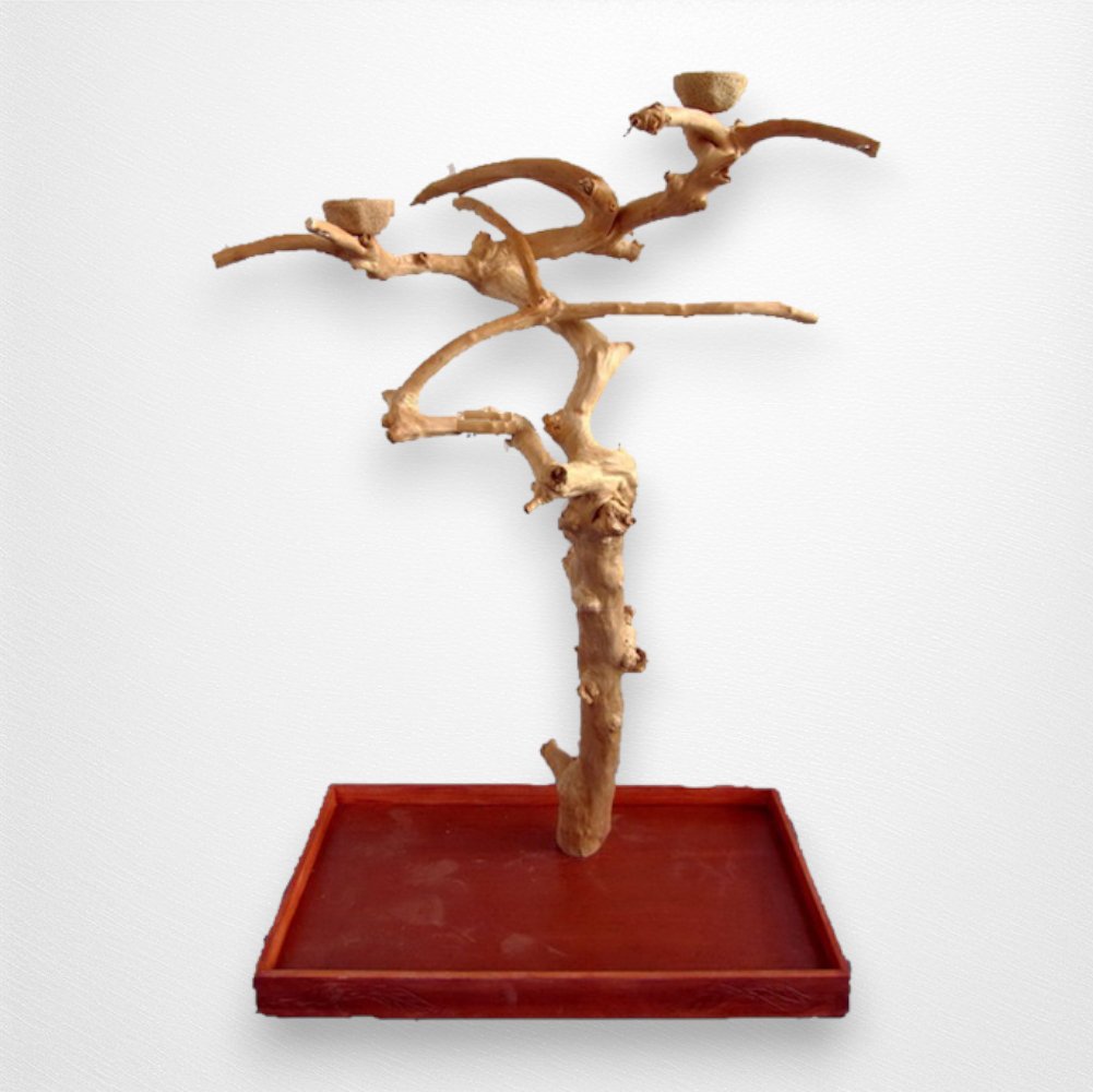 A & E Cage Co - Medium Java Wood Tree Parrot Play Stand, Boxed — Quill ...